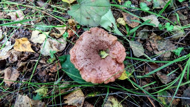 Грибные тропы, почти для души. Чуток нарвала