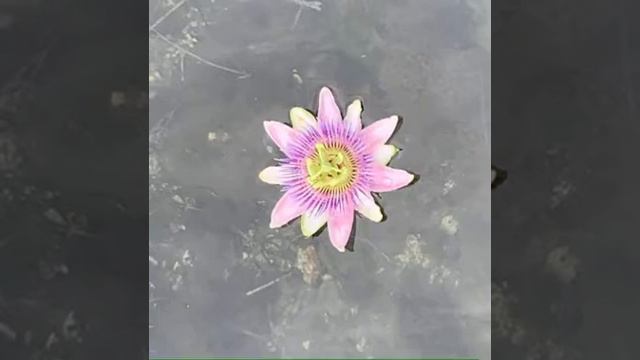 Медитация-аутотренинг для детей_ «Белый Ирис»