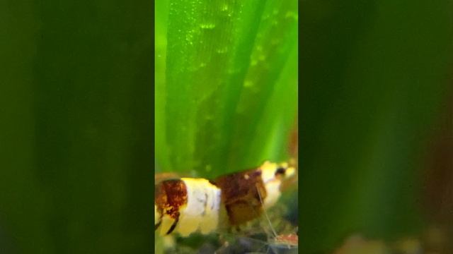 Видео креветка ? кристалл на #рутуб