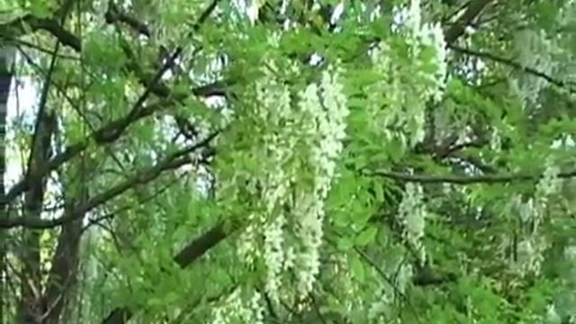 Акация - запах детства (1).mp4