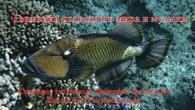 53. Спинорог титановый Труженик под музыку Ronnie Earl Голубая гитара