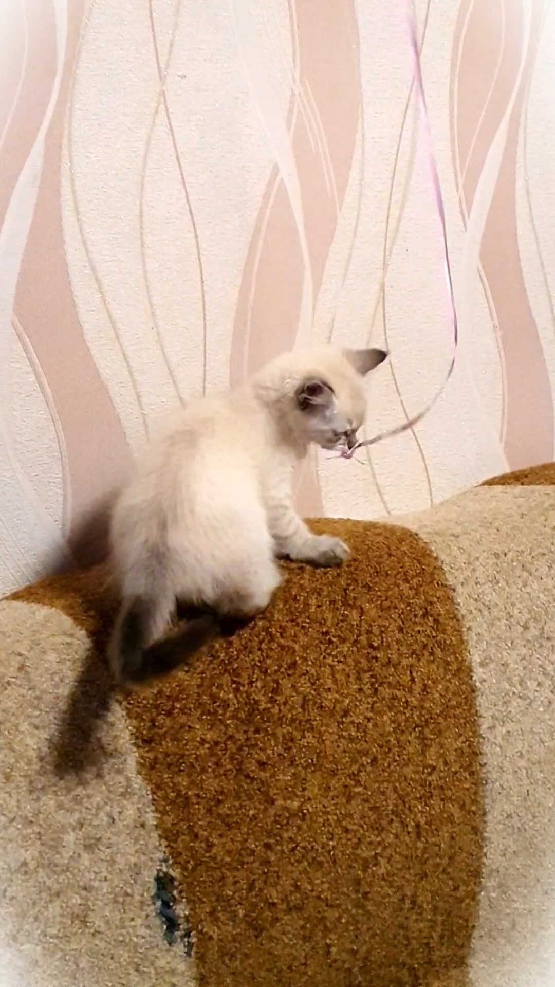 Мяу! Шарики - мои любимые игрушки?
#shorts #кокос #котики