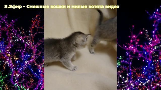 приколы про животных самые смешные 2021, видео приколы про животных, скачать бесплатно смешные видео