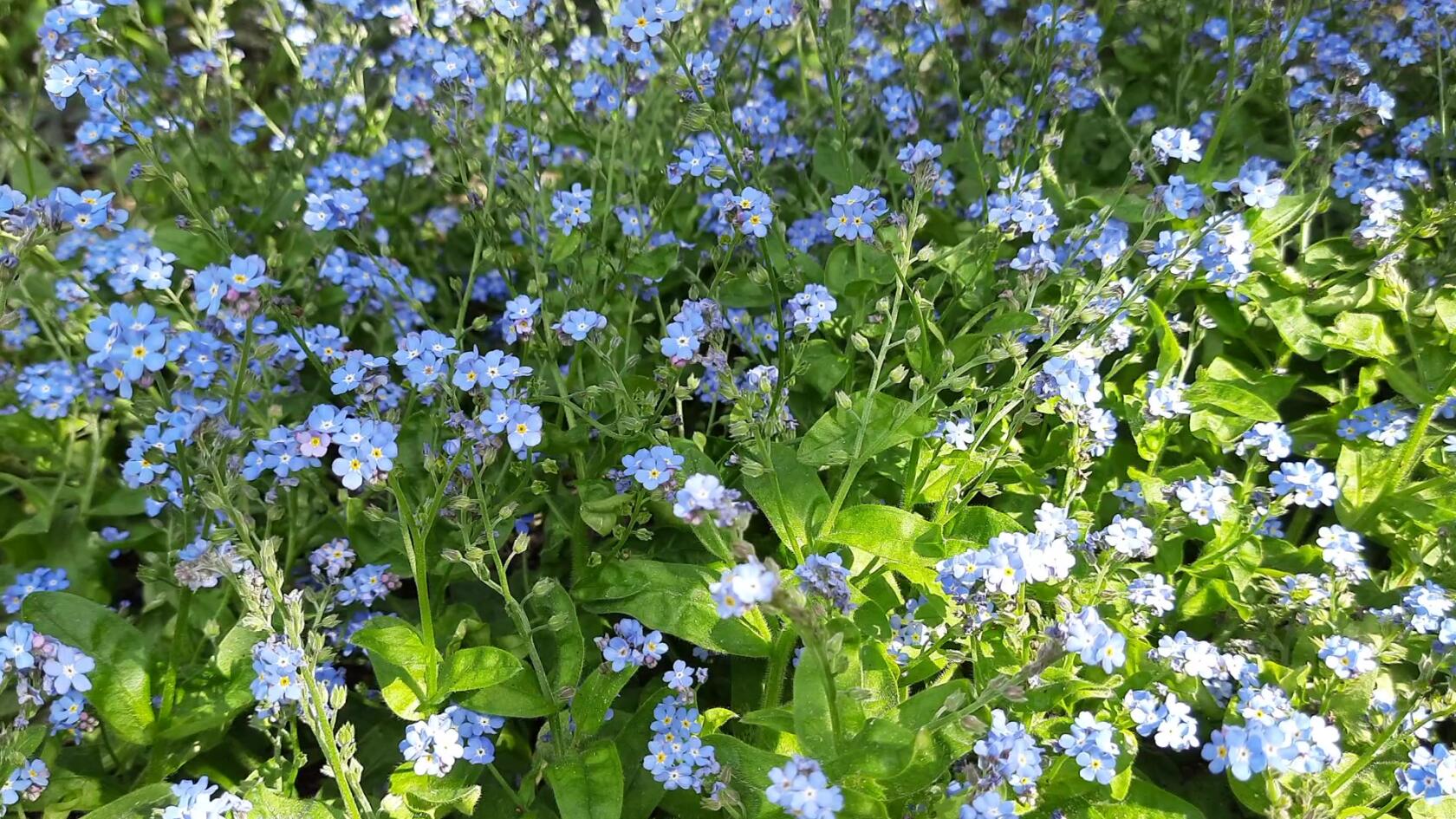 Милые незабудки