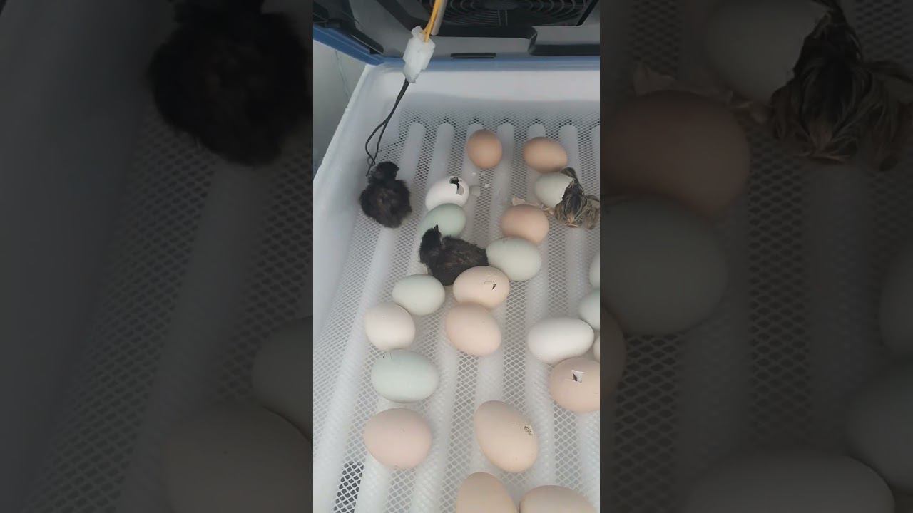 #вылупление #цыплята