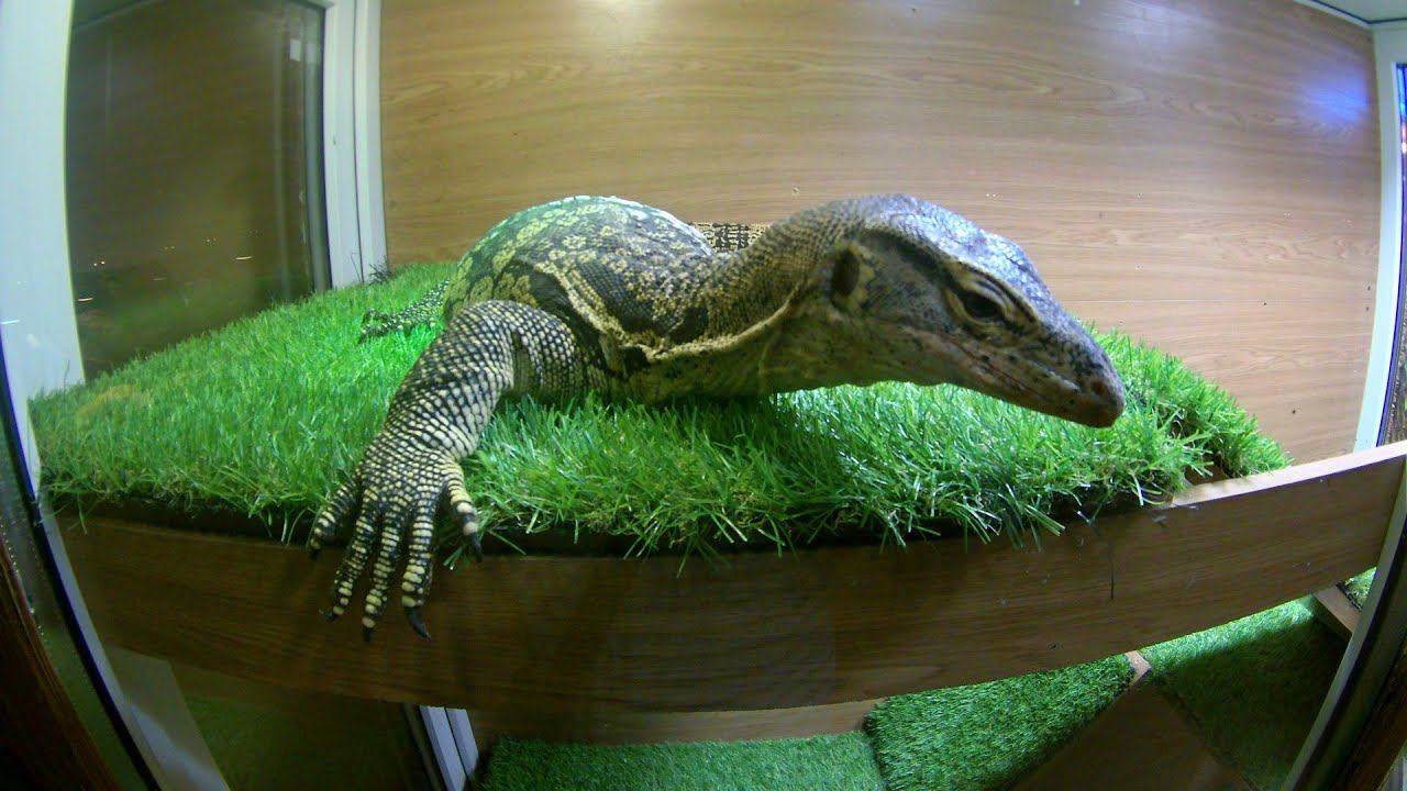 "Жизнь с холодной кровью" Выставка рептилий (Гранд Каньон)