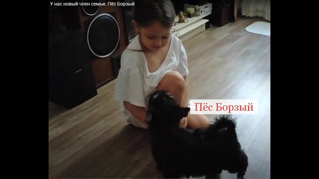 У нас новый член семьи. Пёс Борзый