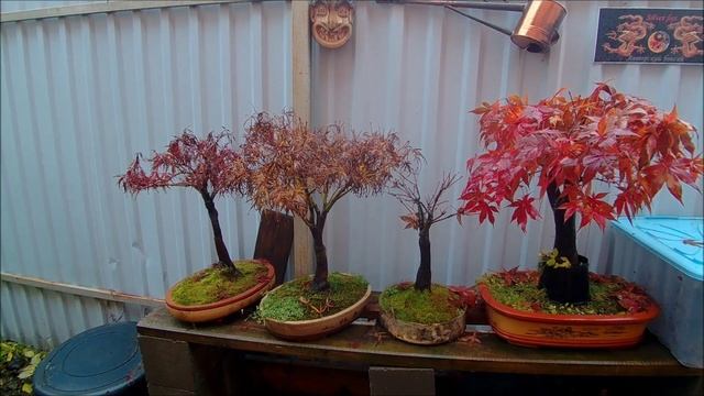 Бонсай поздняя осень начало зимовки 2023 год