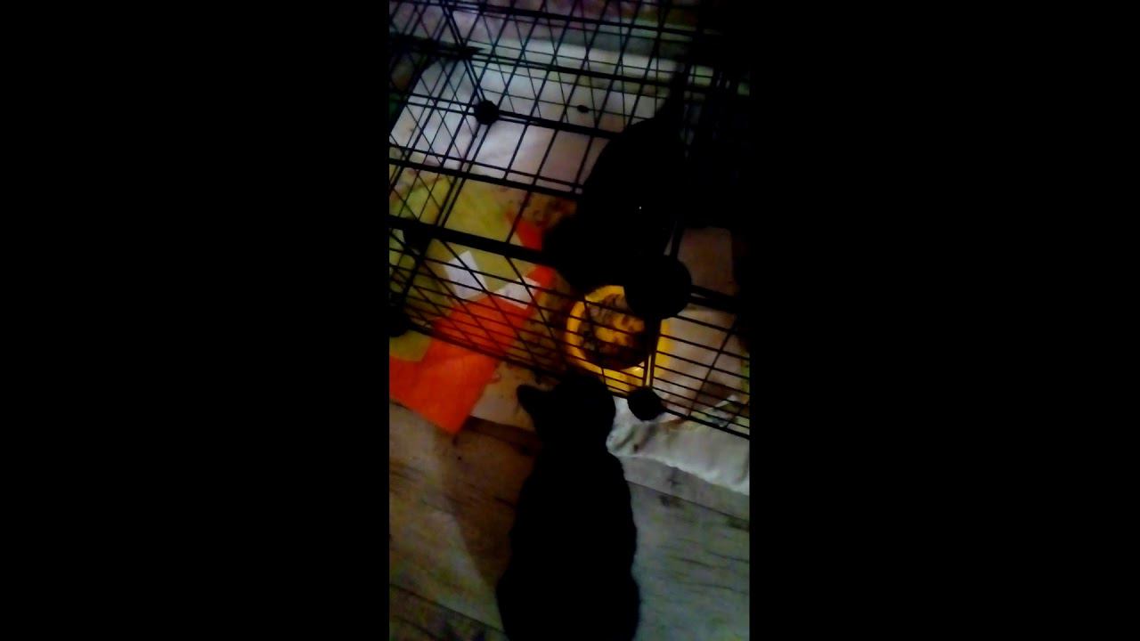 Воришка#shorts