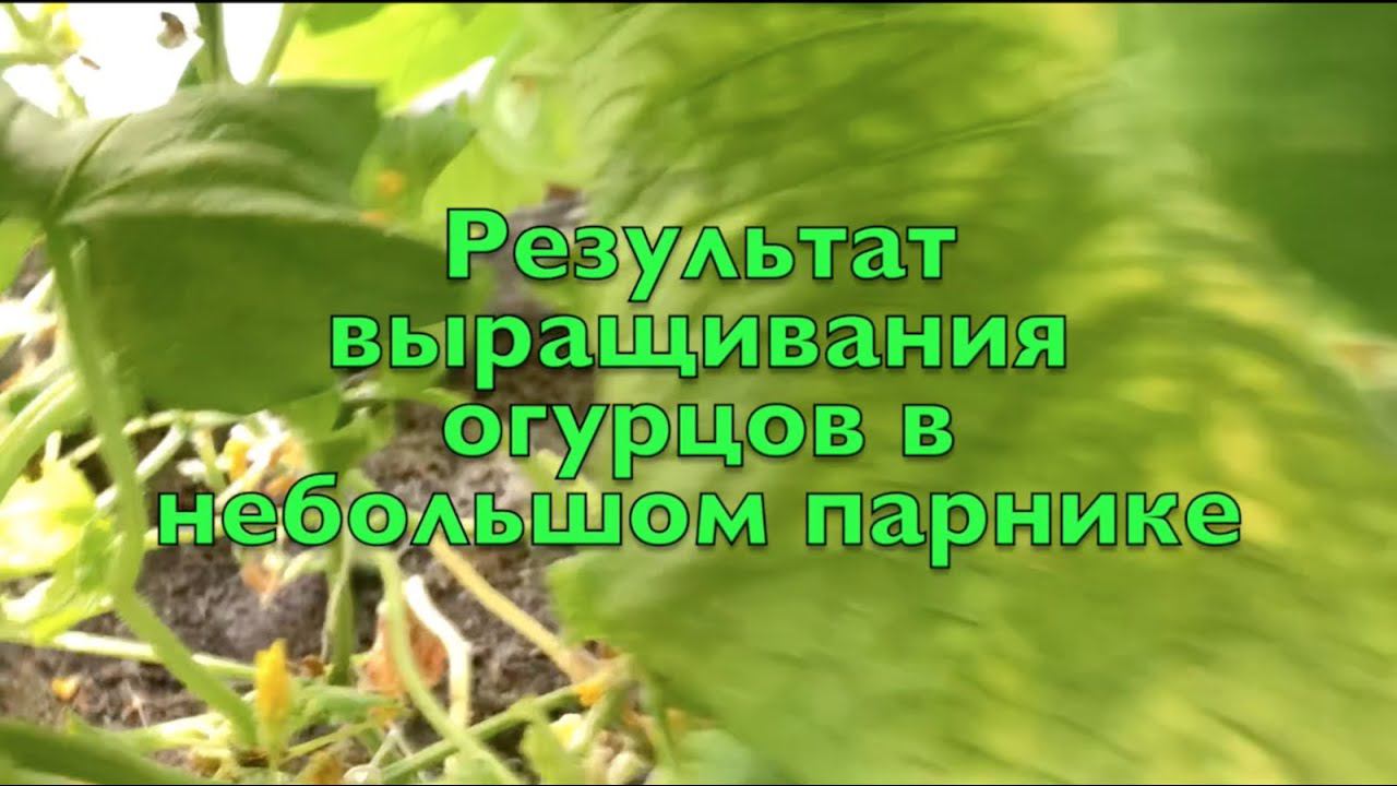 ОГУРЦЫ 2020 ГОДА! В НАШЕМ НЕБОЛЬШОМ, УДОБНОМ ПАРНИКЕ СНИМАЕМ УРОЖАЙ КАЖДЫЕ ДВА ДНЯ!