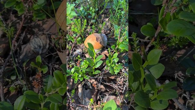 Красота природы Севера