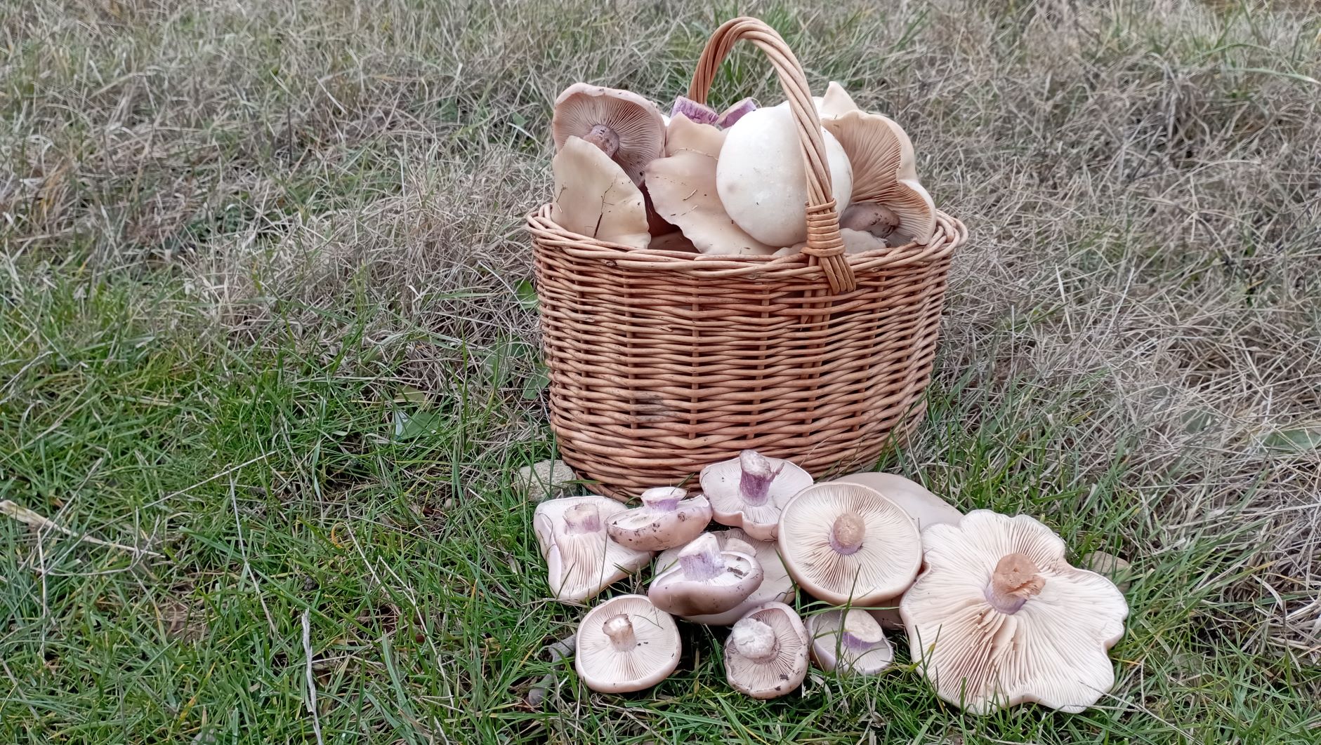 По грибы 22 декабря 2023 года.