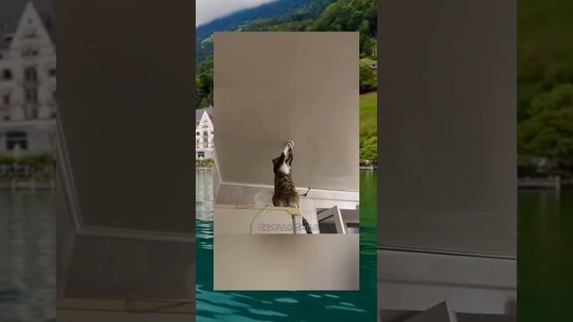 ПРИКОЛЫ С КОТАМИ / Кот электрик #юмор #приколы #смех #котики