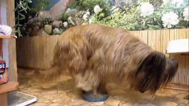 Monika briard, clicker III-c.mp4