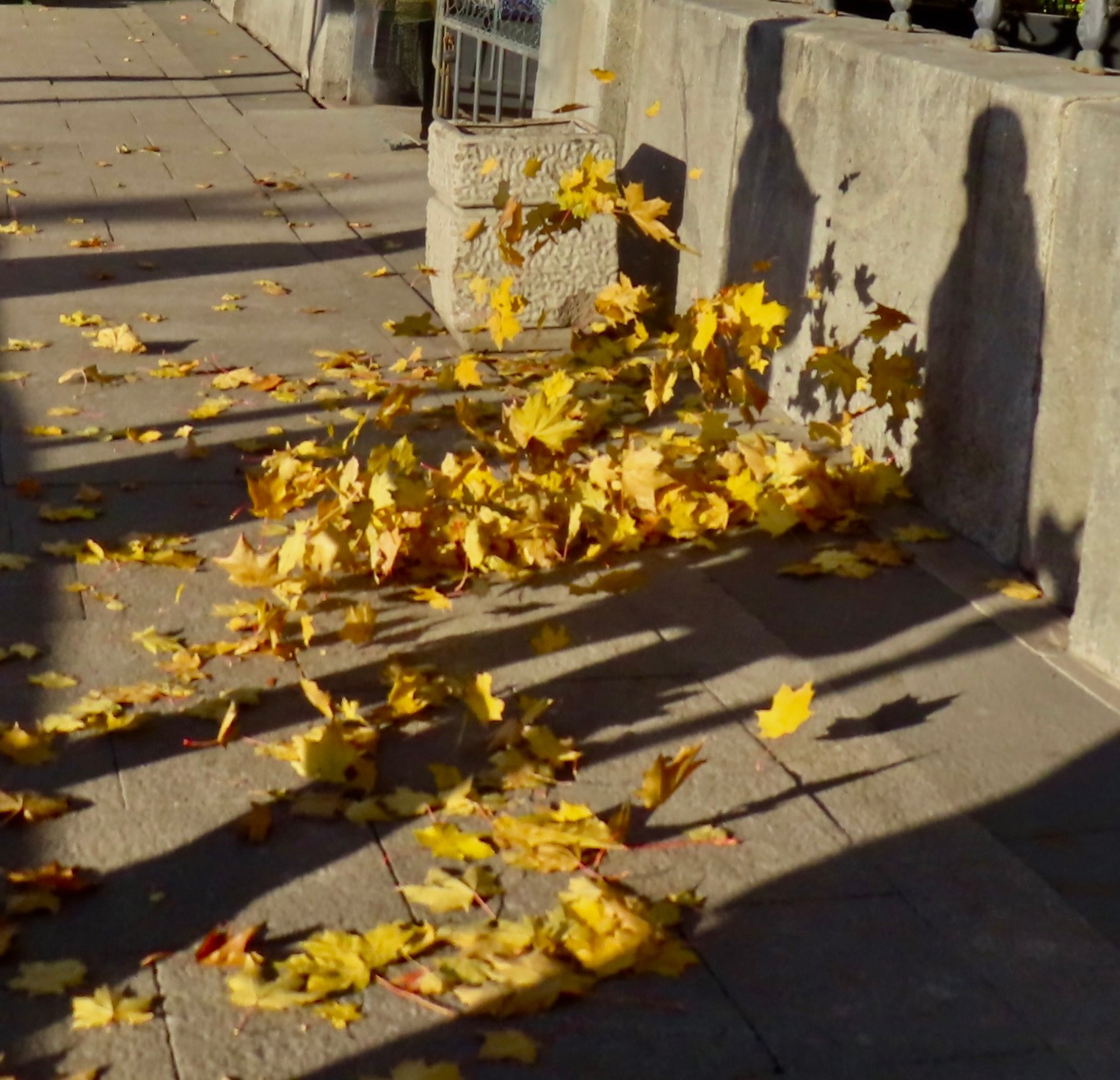 "ЗОЛОТАЯ ПЕЧАЛЬ"... (Фото Елены Жуковой (СПб), музыка Кристины Буджиашвили (Вологда))