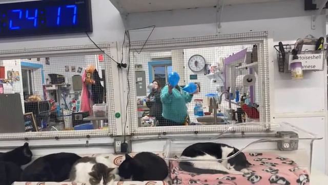 ПИТОМНИК-ДЛЯ-КОШЕК США 1.05.2024