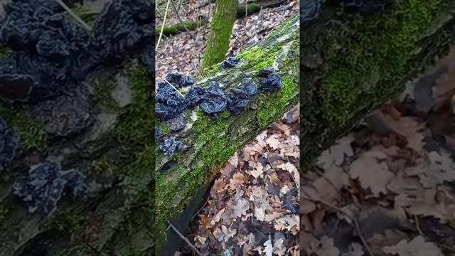 ‼️ГРИБНОЙ ПРИВЕТ ИЗ ЛЕСА??‼️