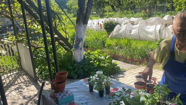 Высаживаю цветы в кашпо, а тут незваный гость пришёл...