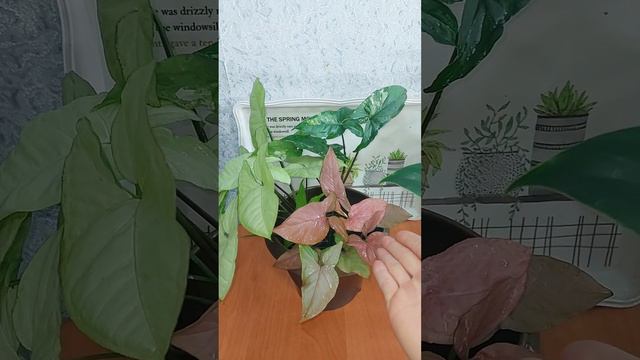 Можно ли разные сорта СИНГОНИУМА в один горшок?🌸 Групповая #посадка 🌸 #цветы #растения #shorts