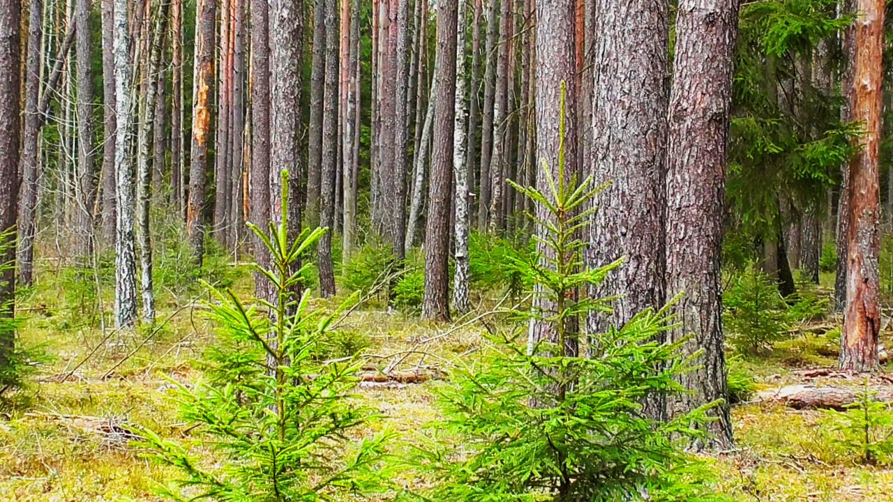 Звуки живой природы: весенний лес. Видео для отдыха.