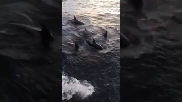 #Россия - Моряки поделились уникальными съемками с морского рейса