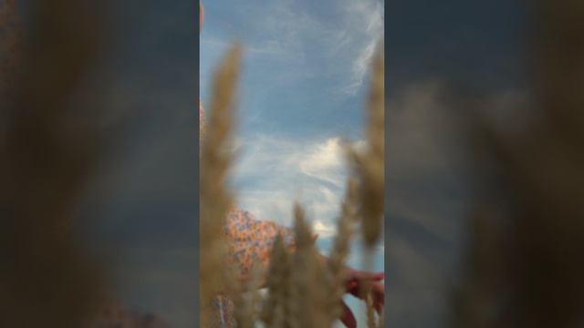 Видеопортрет в пшеничном поле