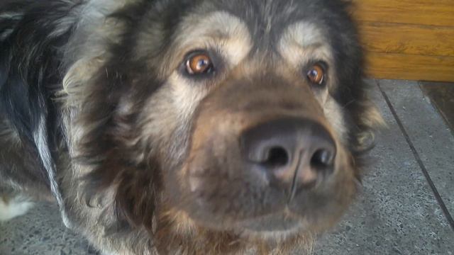 Мой пёс Нурбай поймал ондатру