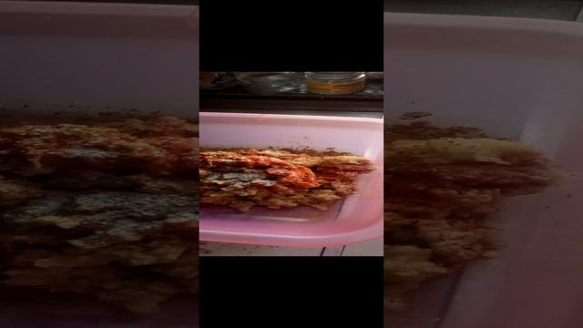 Люля Кебаб сочный часть 1