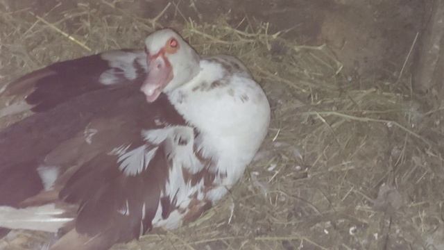 Пополнение на птичьем дворе