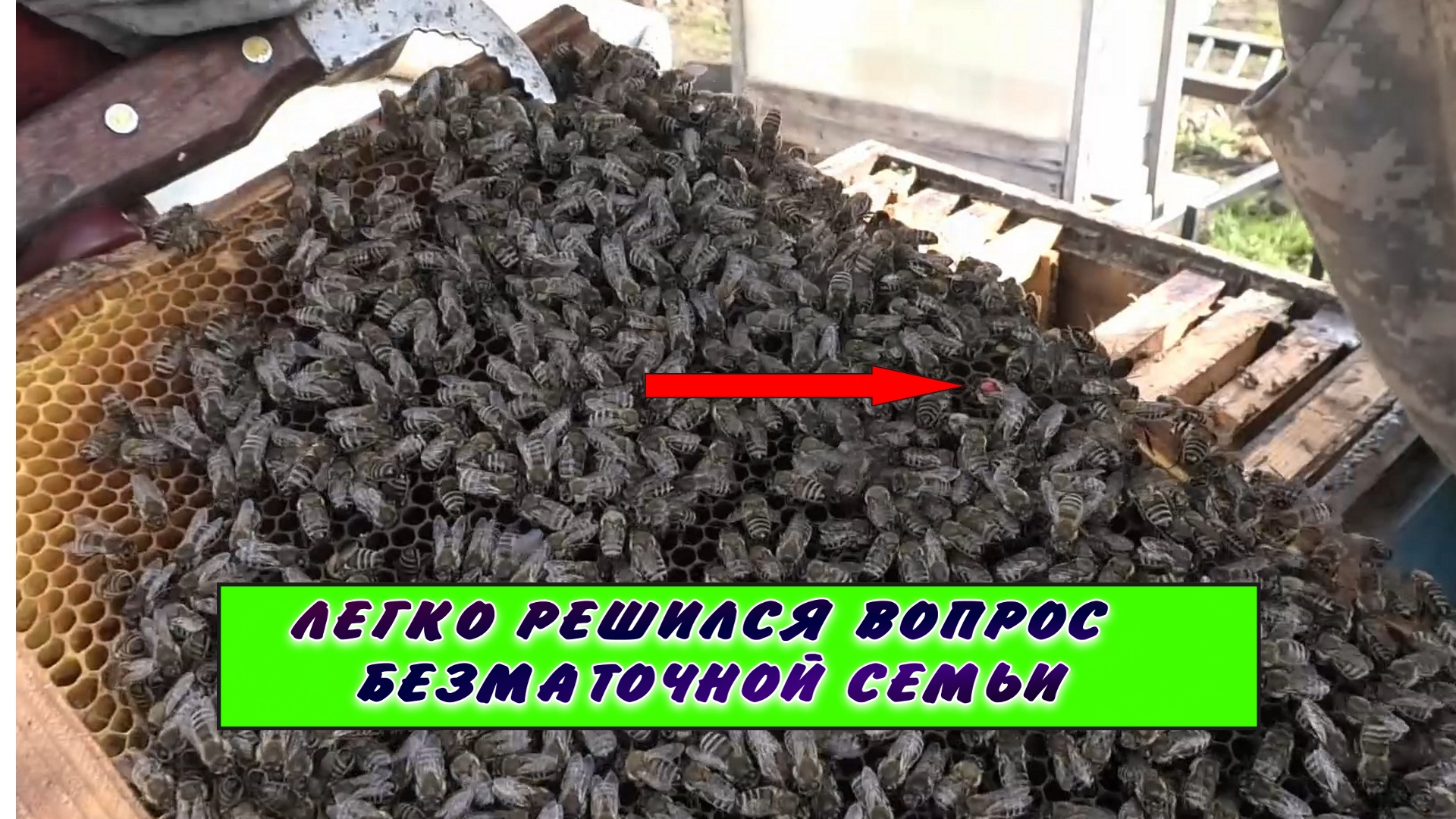 БОЛЬШОЙ НУКЛЕУС,КОНТРОЛЬ СЕМЕЙ.