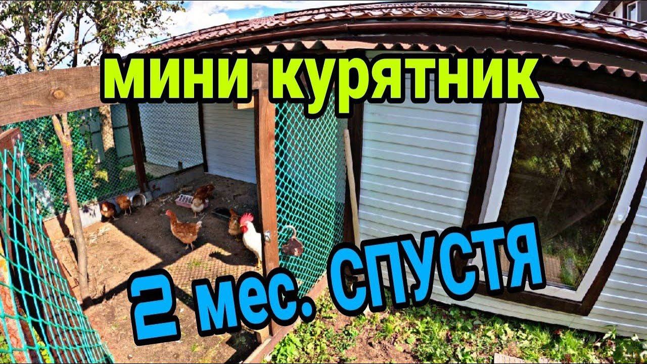 Курятник 2 месяца спустя. Мини курятник своими руками.