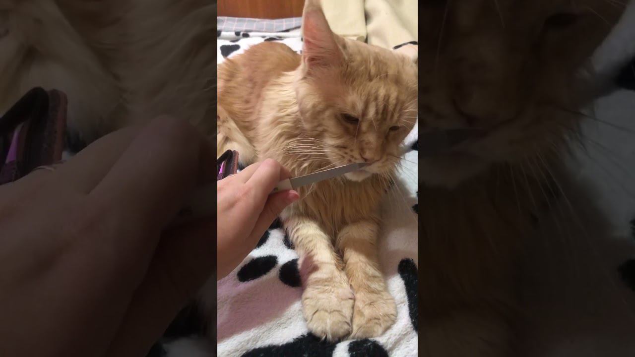 Моя одноухая красота))) #мейнкун #феликс