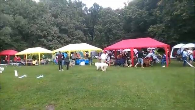 Наши домашние питомцы.Национальная выставка собак всех пород собак ранга САС ЧФ РФЛС Звёзды Лета2020