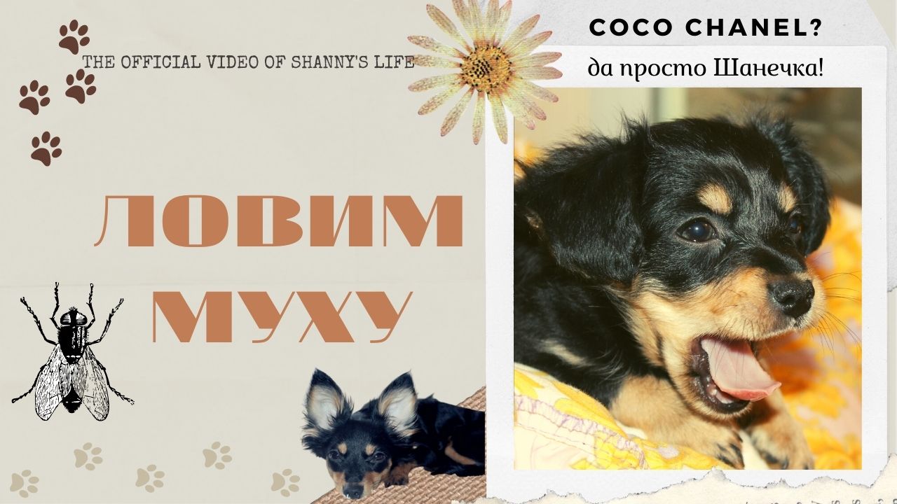 Шанни ловит муху