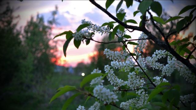 Выходи ко мне, моя красавица