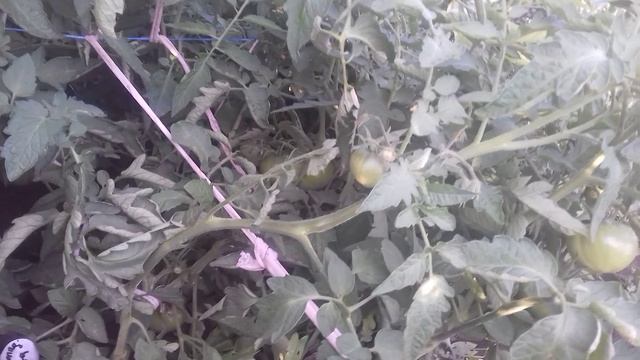 Томат сорт " Шоколадница "