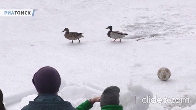 ура, начался ледоход 26.04, а видео от 27.04