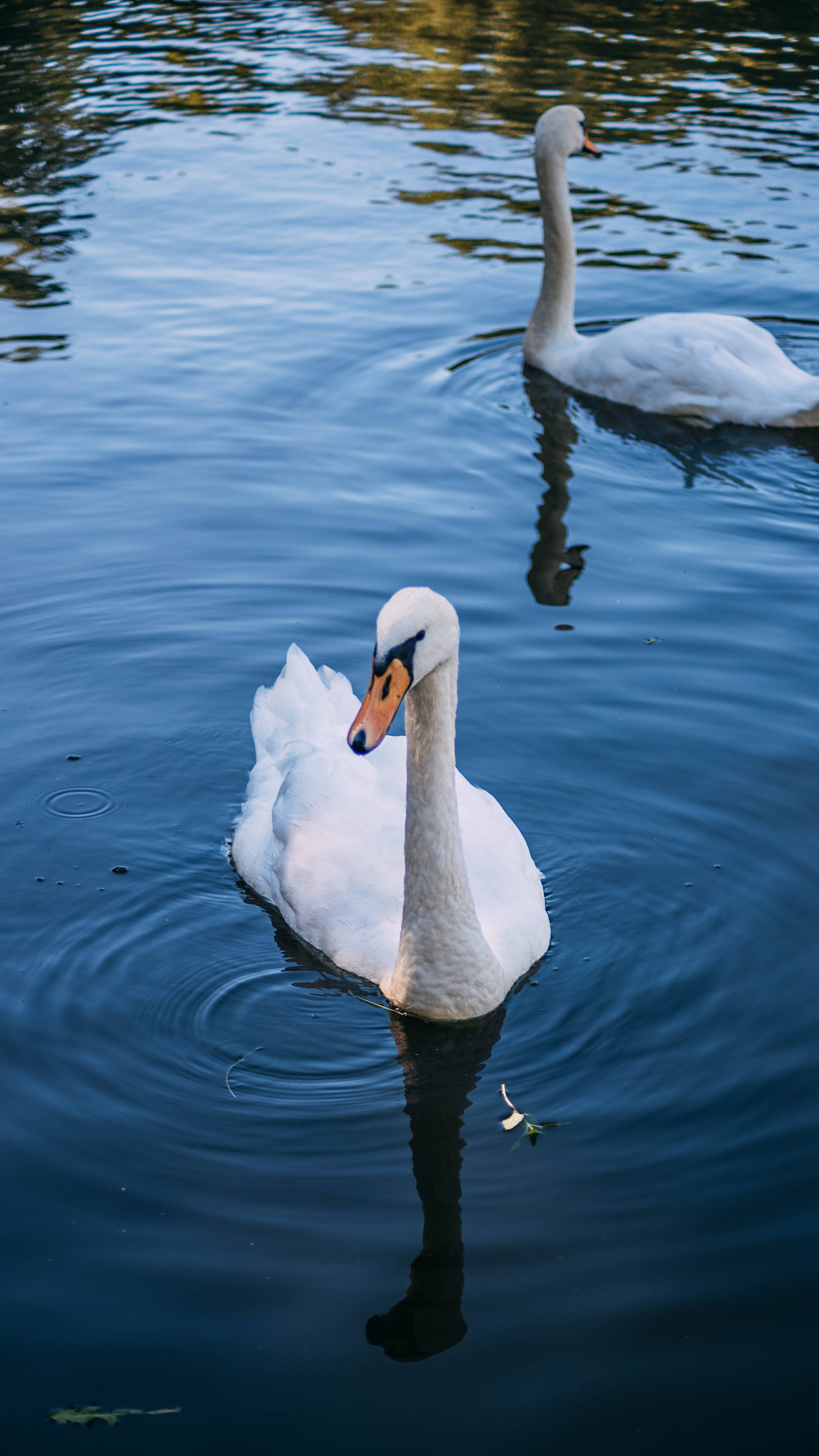 Белый лебедь. Уличная фотография