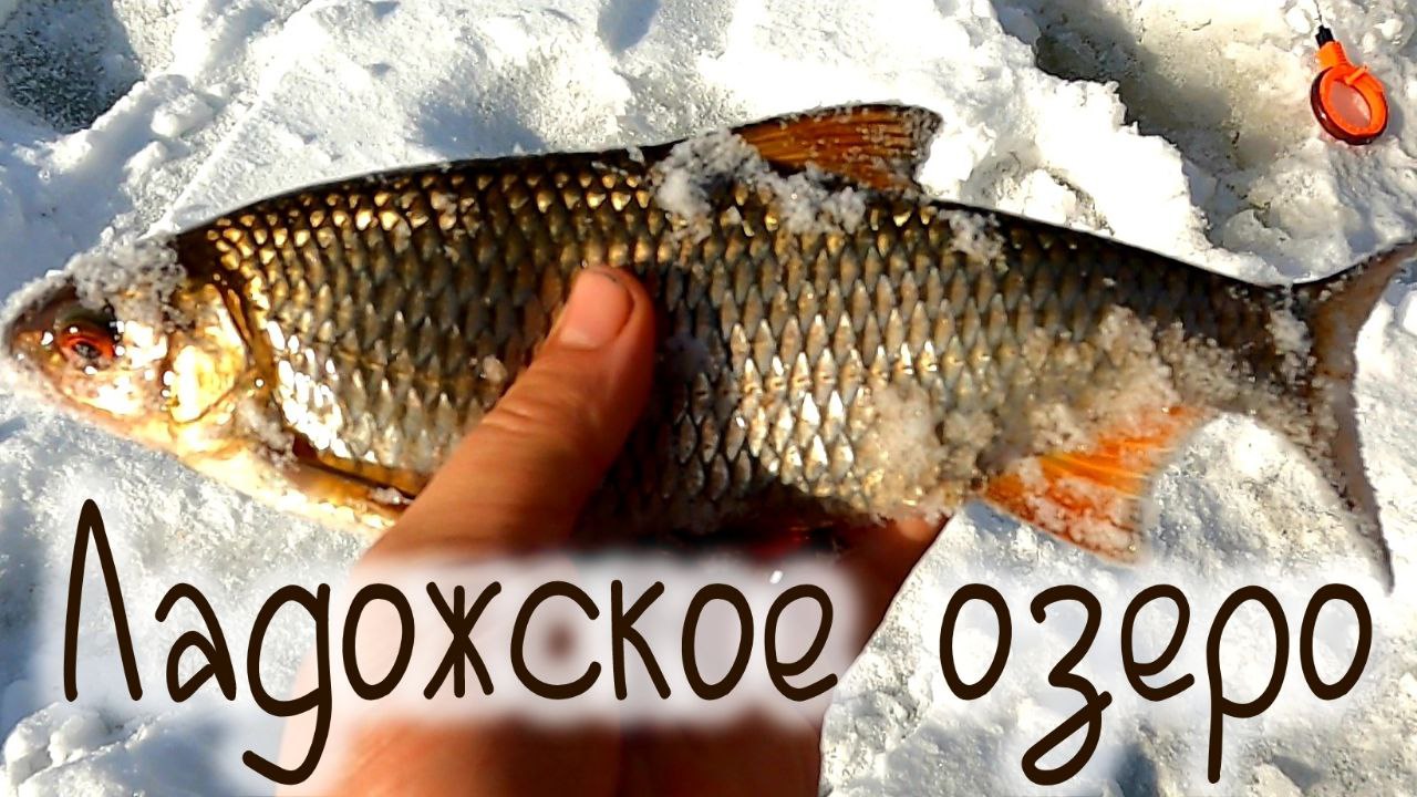 Плотва , Окунь , Ладожское озеро , Бухта глубокая ,  закрыли сезон твердой воды , Roach, Perch