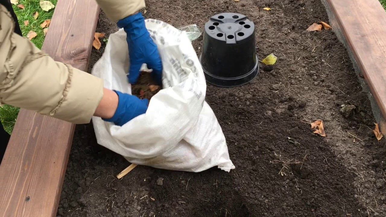 Сажаем Томаты Под Зиму.  Простой Способ Вырастить Помидоры Без Рассады