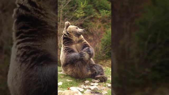 медведь утренняя зарядка