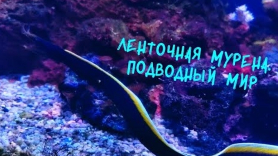 ЛЕНТОЧНАЯ МУРЕНА. ПОДВОДНЫЙ МИР. Александра Миркушова