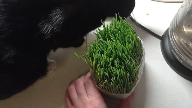 Марсик и овес