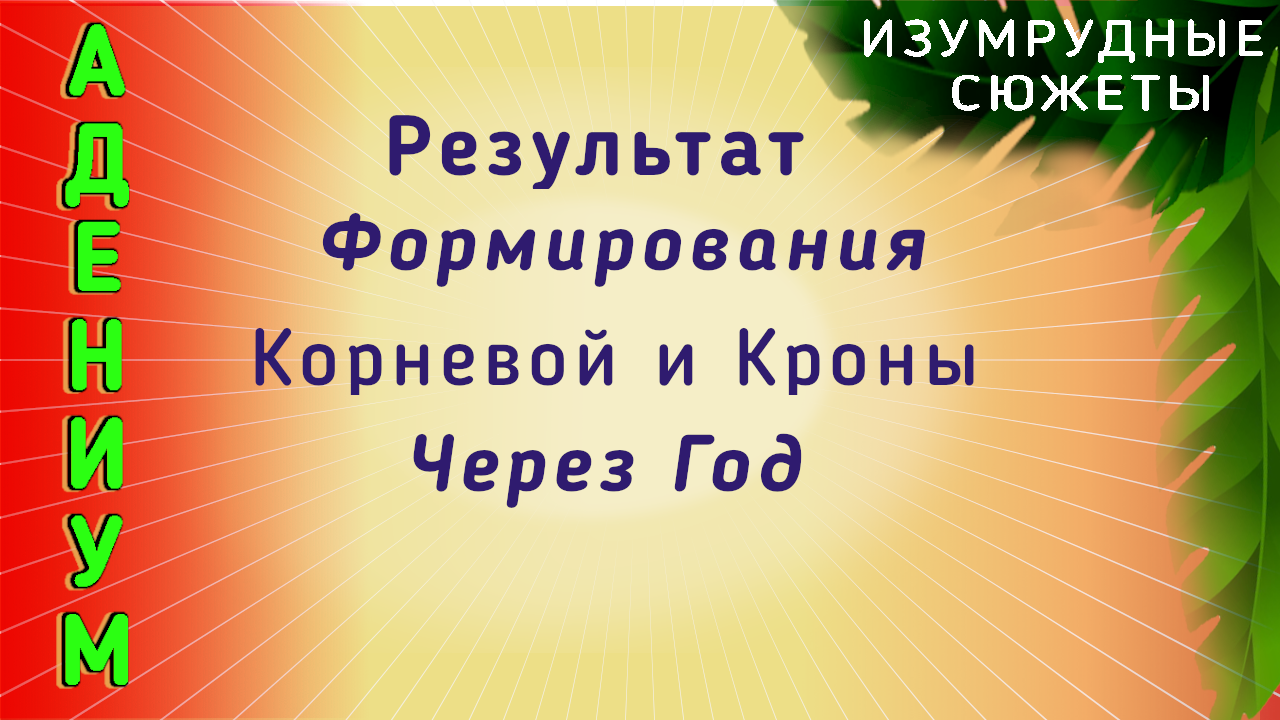 Адениум с шагающим каудексом. .  Формирование Корневой И Кроны Адениума. Результат Через Год.