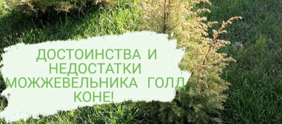 ДОСТОИНСТВА И НЕДОСТАТКИ МОЖЖЕВЕЛЬНИКА ГОЛД КОНЕ.