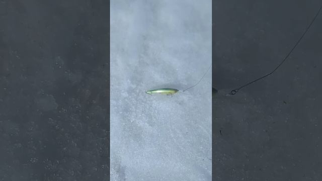 2023 samara lesobirzha fishing season opened