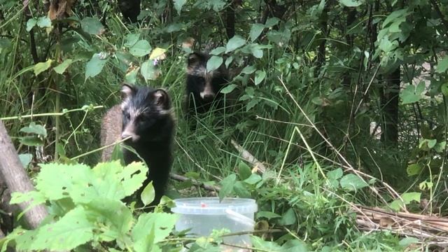 Пара енотовидных пёселей