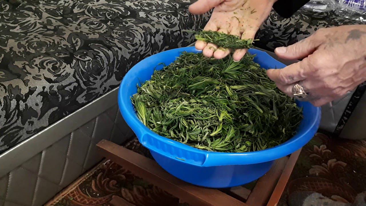 2. Иван чай, трём, мнём.