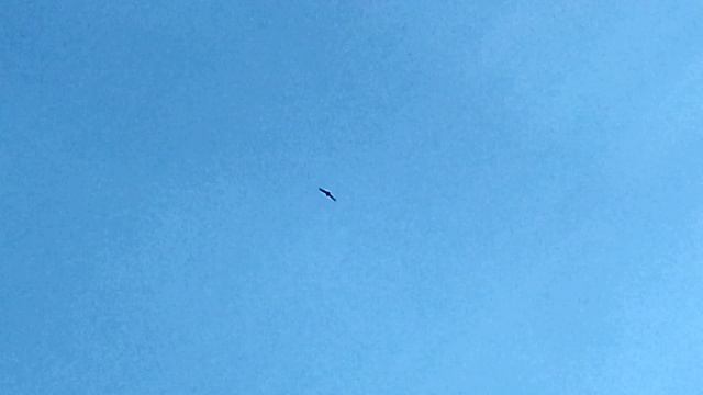 Ястреб и ворона в небе