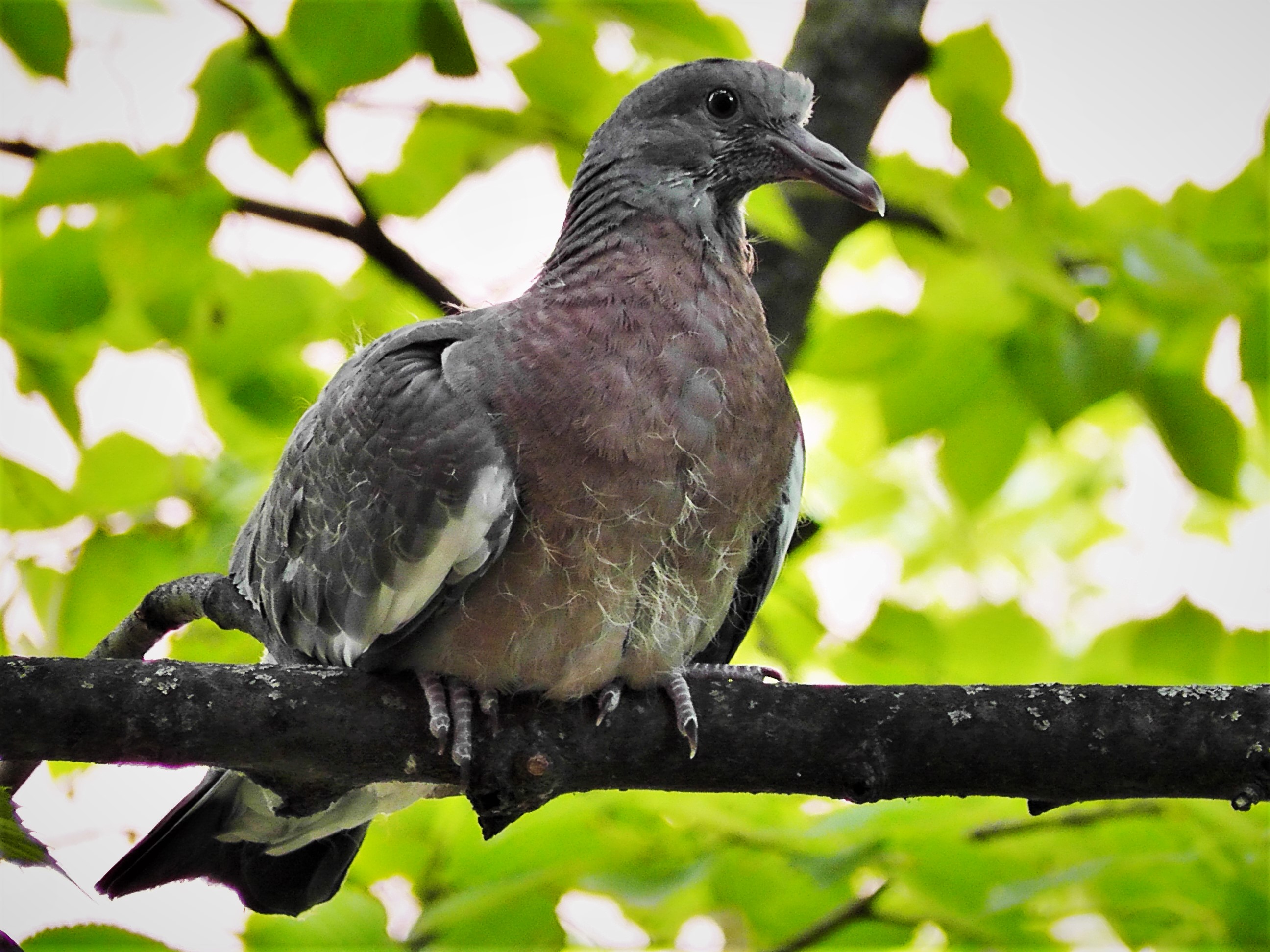 Первый выход птенца дикого голубя из гнезда.